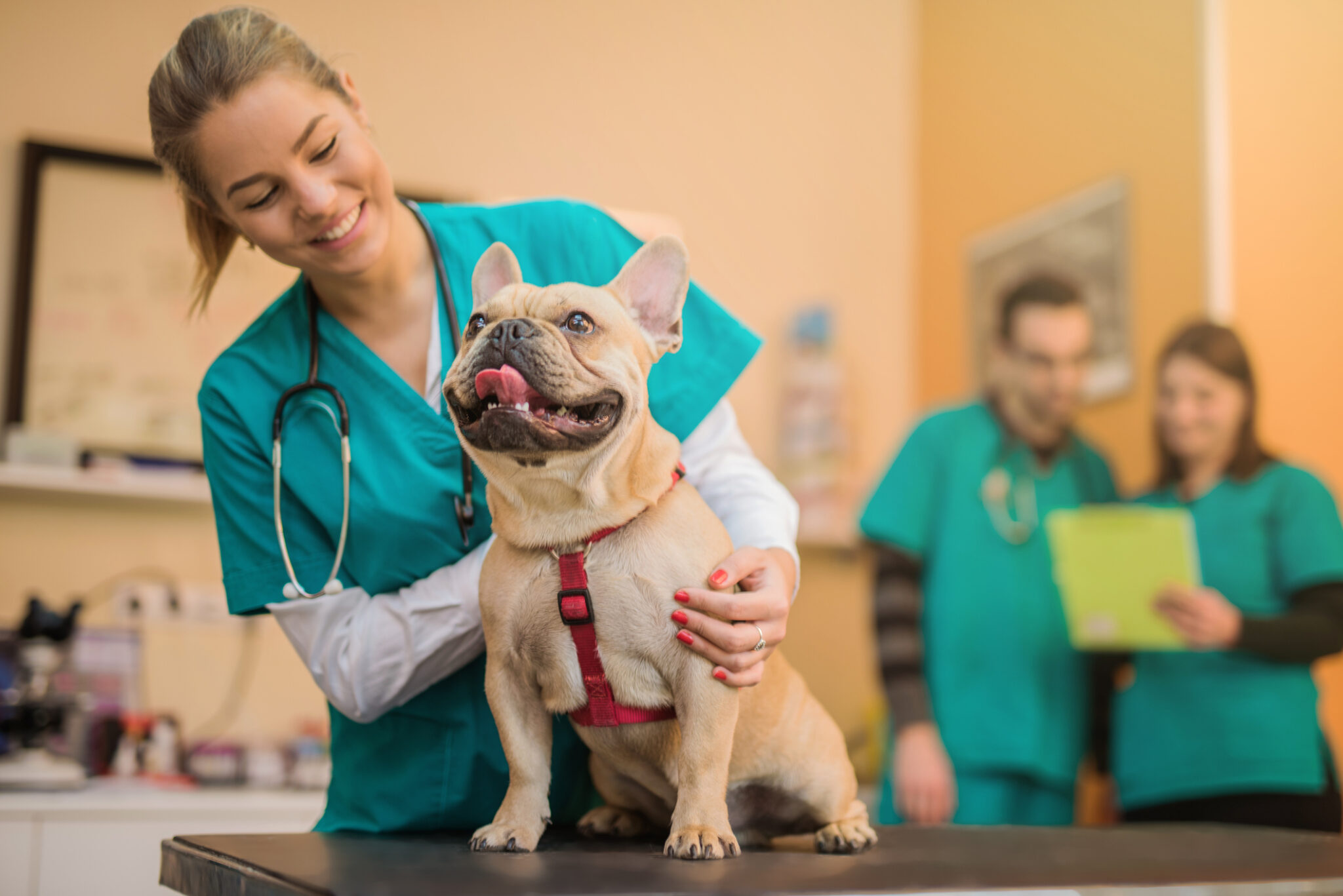 The Importance Of Annual Checkups For Pets Partners NoDa the-importance-of-annual-checkups-for-pets-partners-noda
